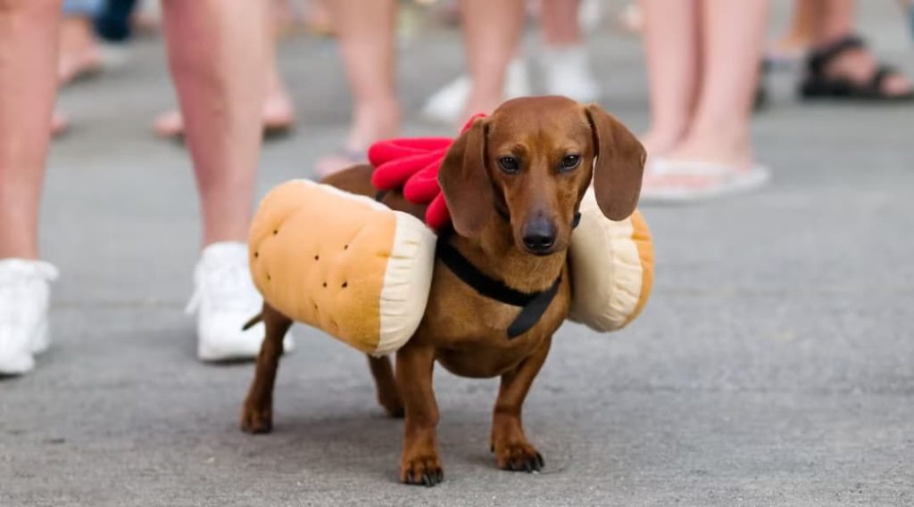 BBQ safety for Dog Owners: Tips to keep your pet safe