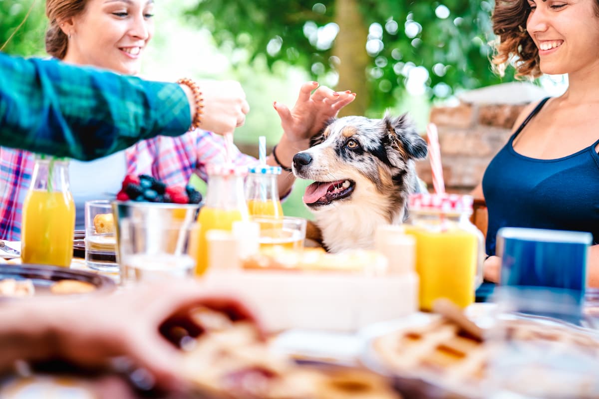 BBQ safety for Dog Owners: Tips to keep your pet safe