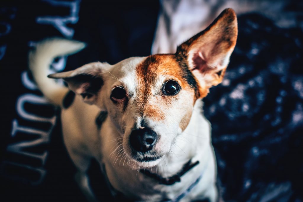 How To Say I Love You In Dog Language Mad Paws Blog how-to-say-i-love-you-in-dog-language-mad-paws-blog