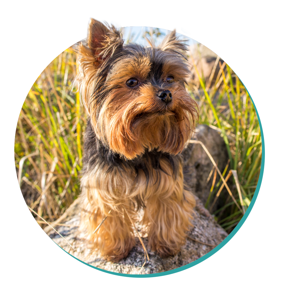 Yorkshire Terrier: Dog Breeds | Breed Information | Mad Paws