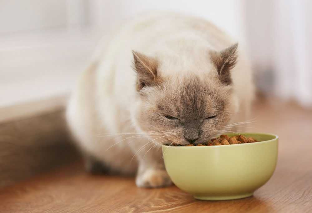 What Human Foods Can Cats Eat Mad Paws Blog What Human Foods Can Cats Eat Mad Paws Blog