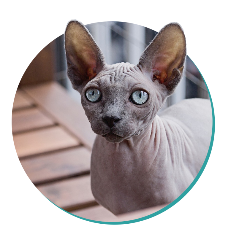 Cat Breed Corner: Sphynx - Mad Paws