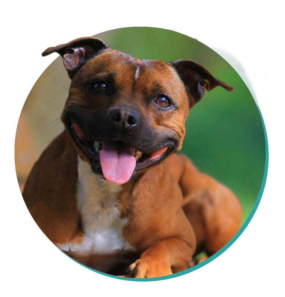 Staffordshire Bull Terrier: Dog Breeds | Breed Information | Mad Paws