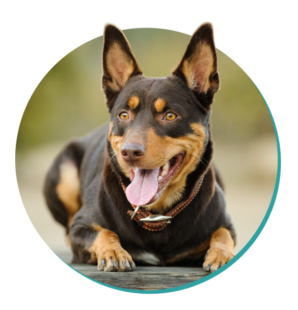 Australian Kelpie: Dog Breeds | Breed Information | Mad Paws