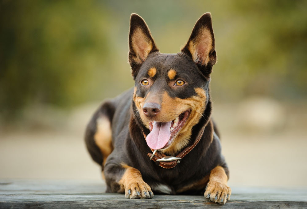 Australian Kelpie Dog Breeds Breed Information Mad Paws Australian Kelpie Dog Breeds Breed Information Mad Paws