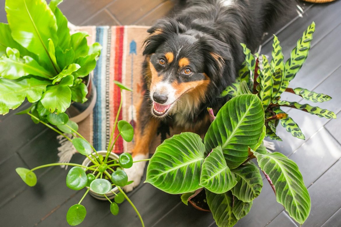 Plants toxic to dogs (and ones that aren't)