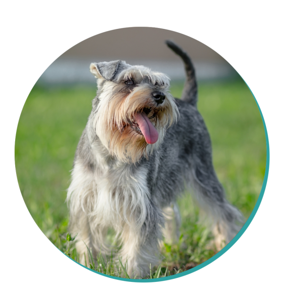 Schnauzer: Dog Breeds | Breed Information | Mad Paws Blog