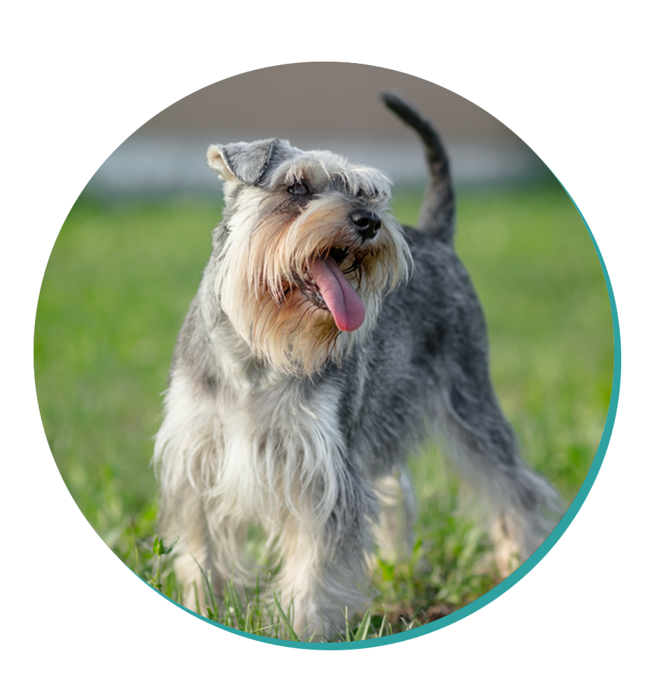 Schnauzer: Dog Breeds | Breed Information | Mad Paws Blog