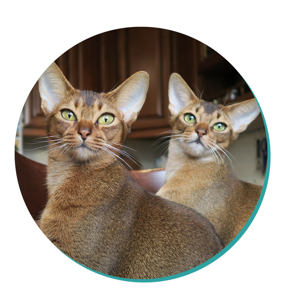 Cat Breed Corner - Abyssinian | Mad Paws Blog