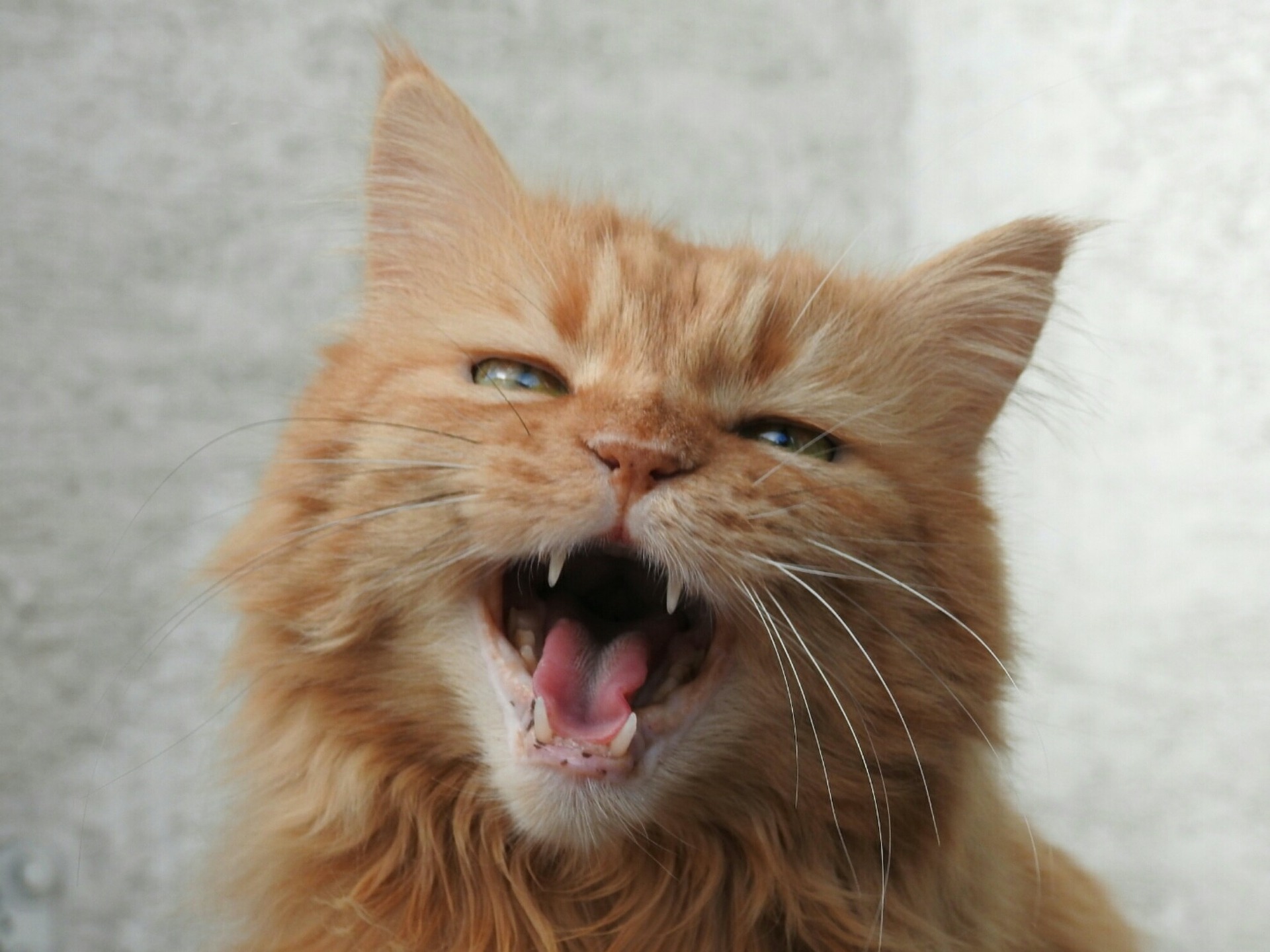 Why Is My Cat Meowing Mad Paws Blog Why Is My Cat Meowing Mad Paws Blog