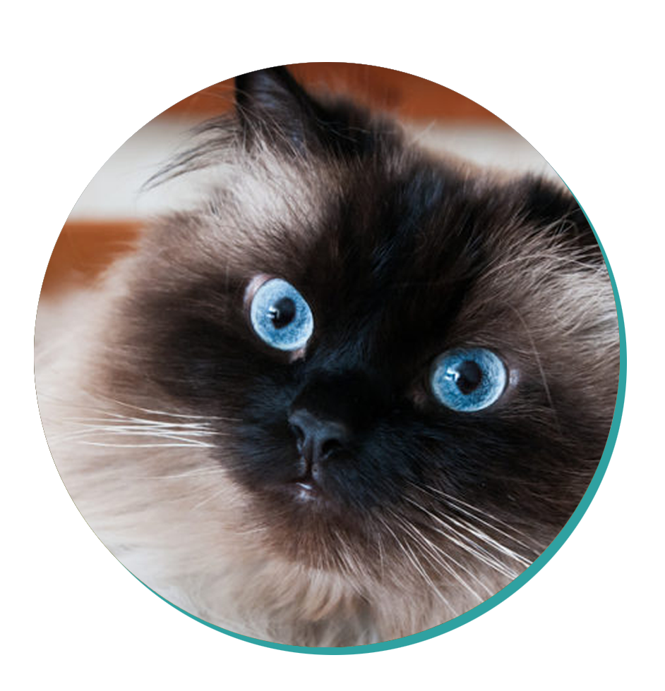 Cat Breed Corner: Himalayan | Mad Paws Blog