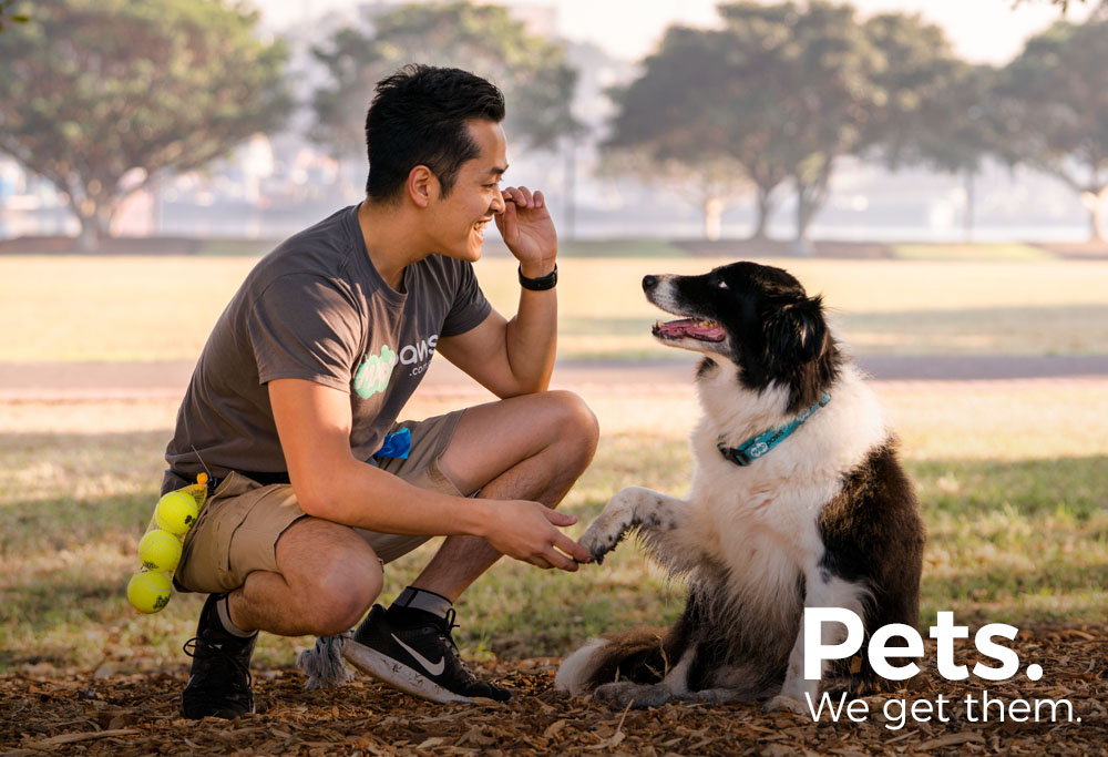 "Pets. We Get Them." Mad Paws Campaign Kicks Off | Mad Paws Blog