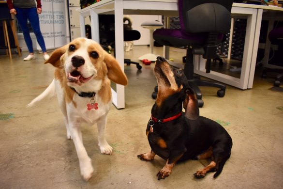 Mad Paws Blog | Information for Pet Owners & Pet Sitters | madpaws.com ...