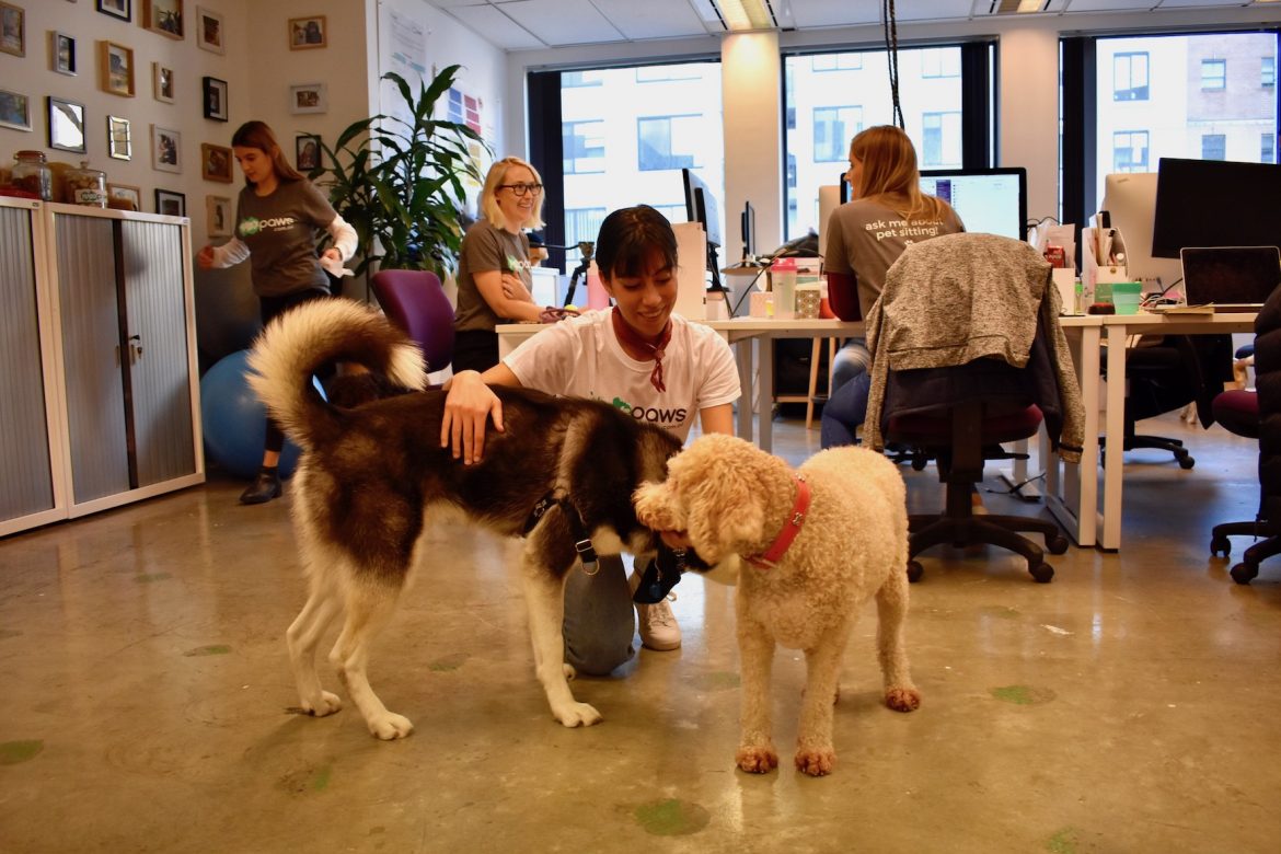 Why Dogs in the Workplace Benefits Everyone | Mad Paws Blog