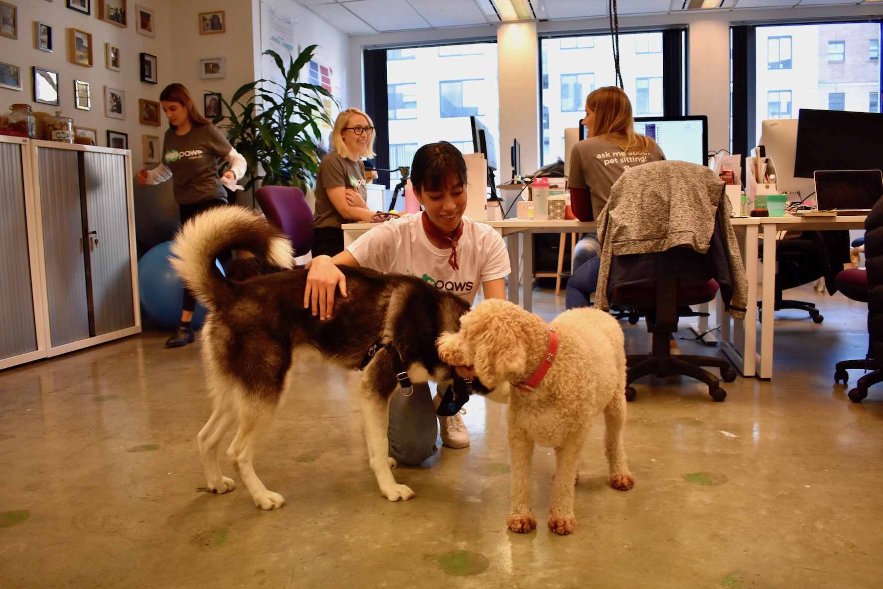 Why Dogs In The Workplace Benefits Everyone Mad Paws Blog why-dogs-in-the-workplace-benefits-everyone-mad-paws-blog