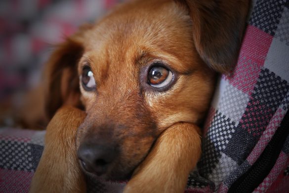 7 Things Dogs Hate That Humans Do | Mad Paws Blog