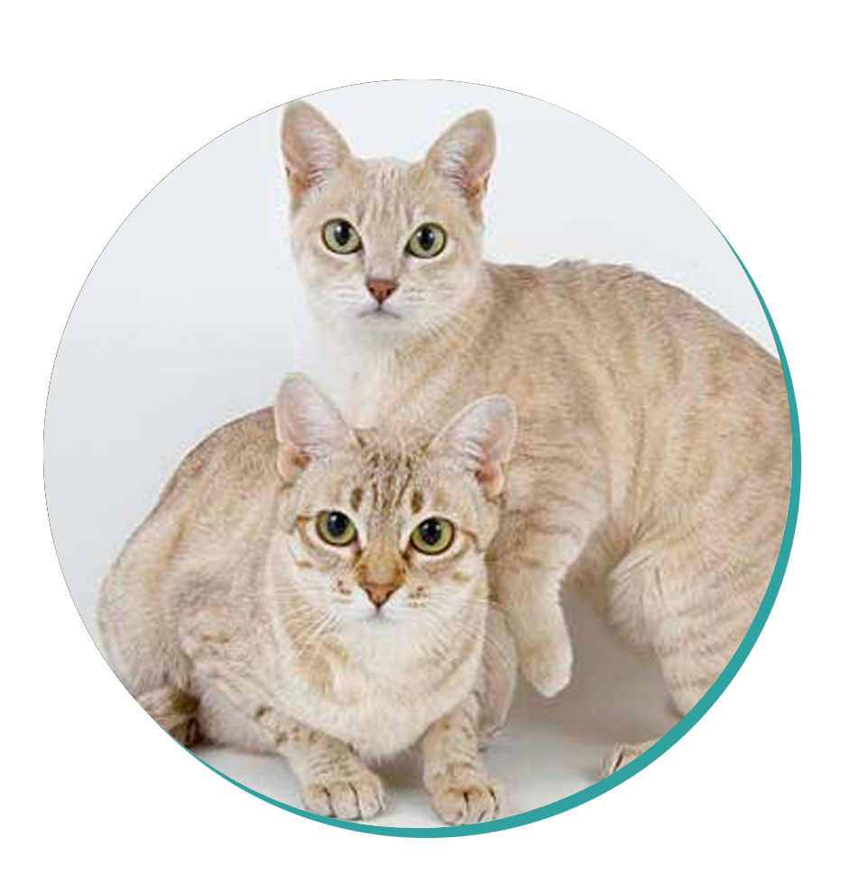 Cat Breed Corner: Australian Mist | Mad Paws Blog