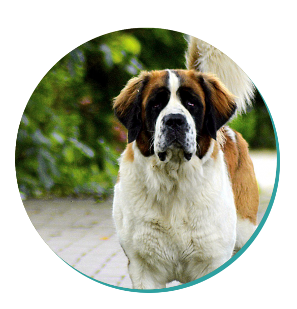 Saint Bernard: Dog Breeds | Breed Information | Mad Paws