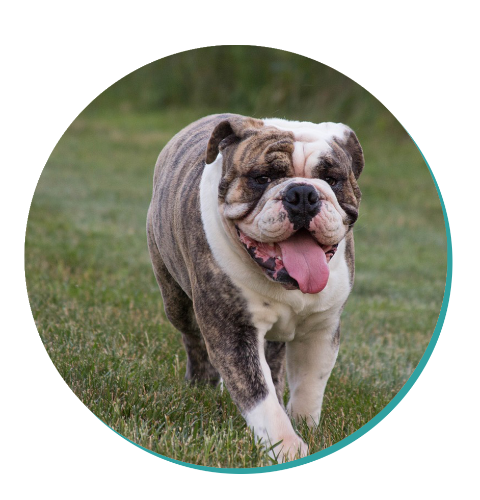 English Bulldog: Dog Breeds | Breed Information | Mad Paws Blog