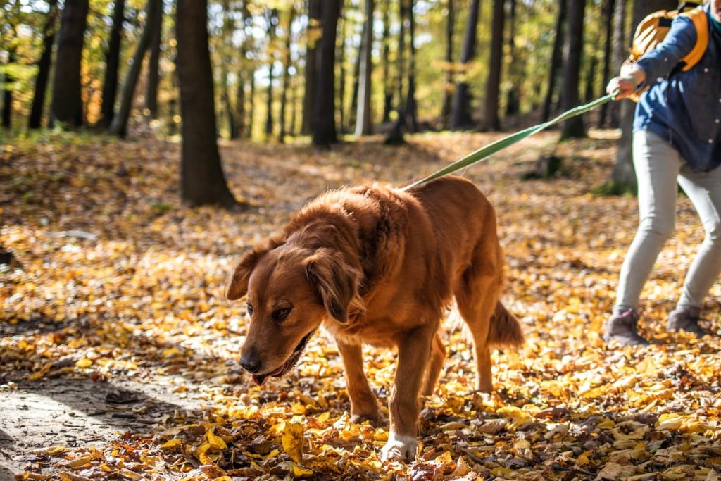 How to stop your dog pulling on their lead
