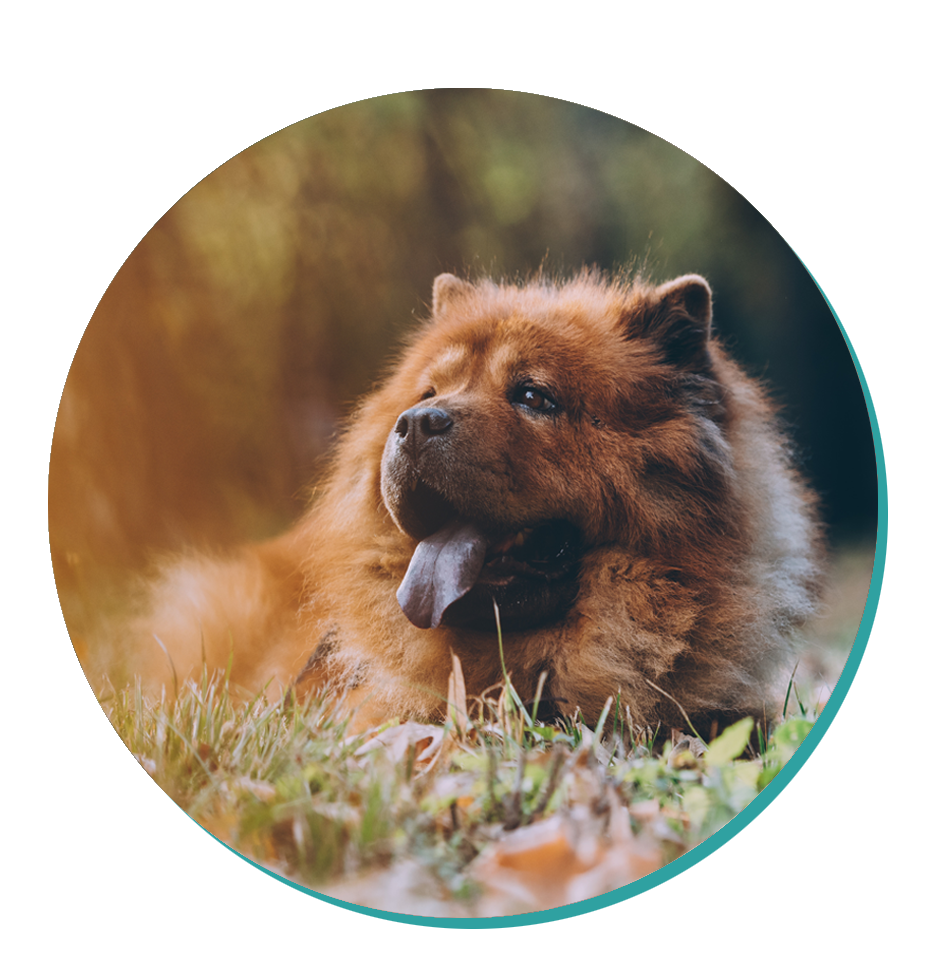 Chow Chow: Dog Breeds | Breed Information | Mad Paws