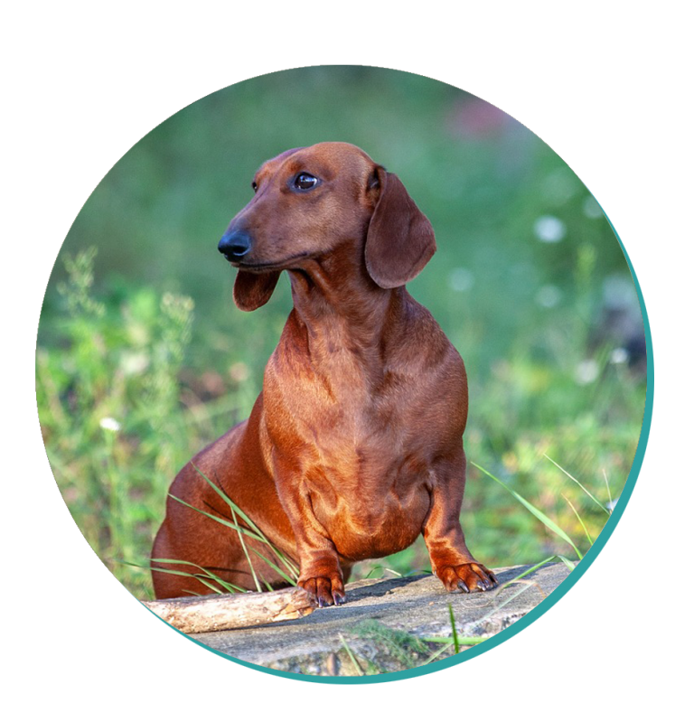 Dachshund: Dog Breeds | Breed Information | Mad Paws