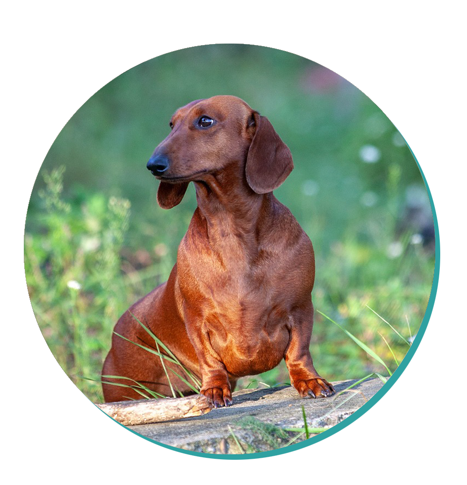 Dachshund: Dog Breeds | Breed Information | Mad Paws