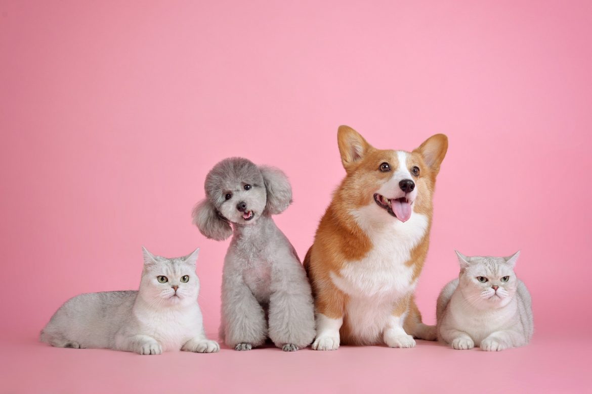 How to Manage Multiple Pets in One Sitting | Mad Paws Blog How to Manage Multiple Pets in One Sitting | Mad Paws Blog