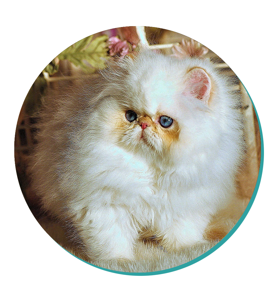 Cat Breed Corner: the Minuet Cat | Mad Paws Blog