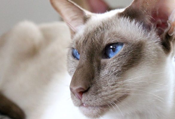 Cat Breed Corner: the Javanese Cat | Mad Paws Blog