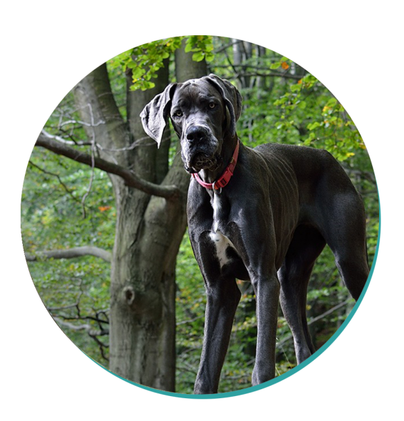 Great Dane: Dog Breeds | Breed Information | Mad Paws Blog