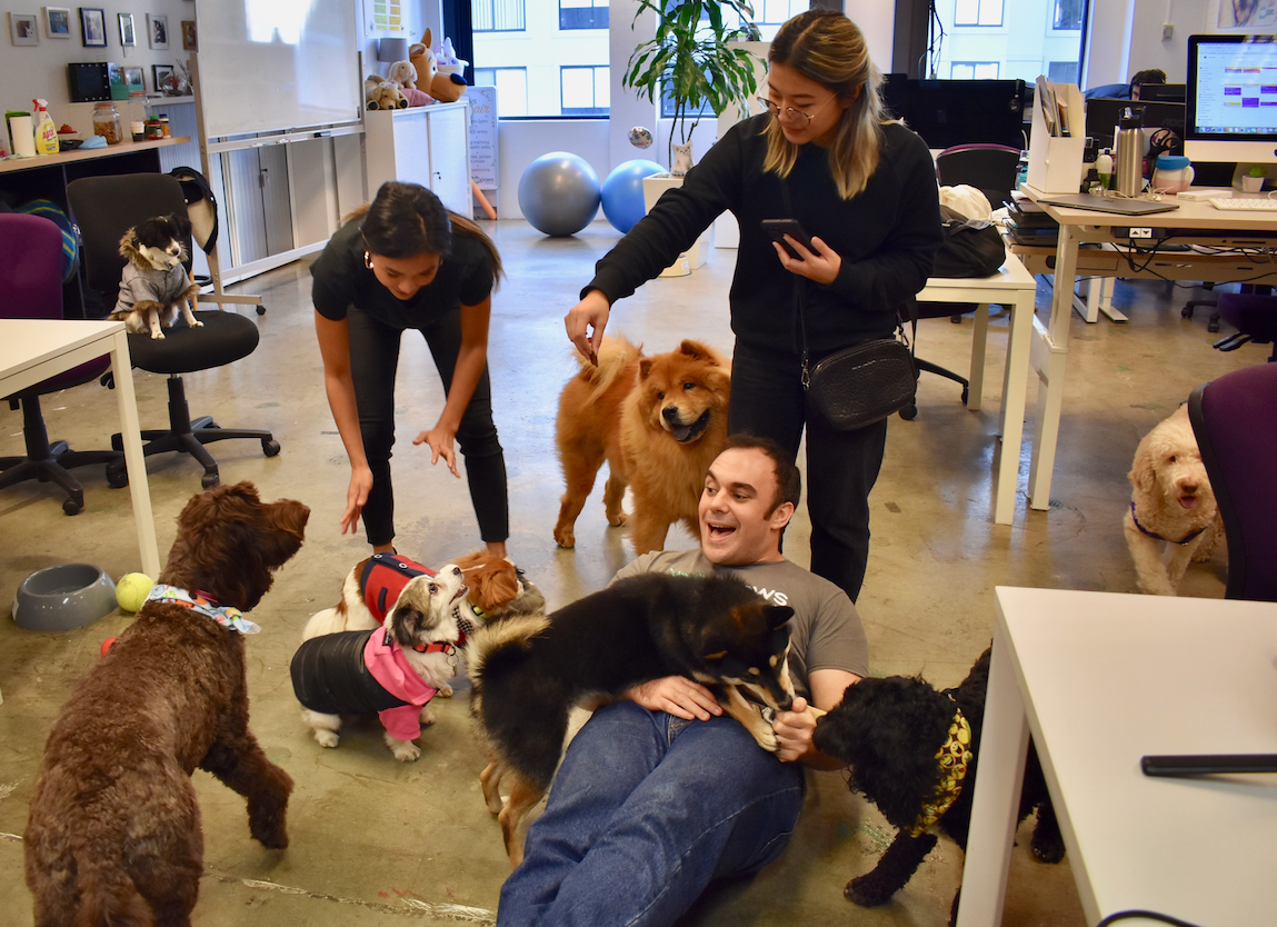 Take Your Dog to Work Day 2019: In Pictures | Mad Paws Blog