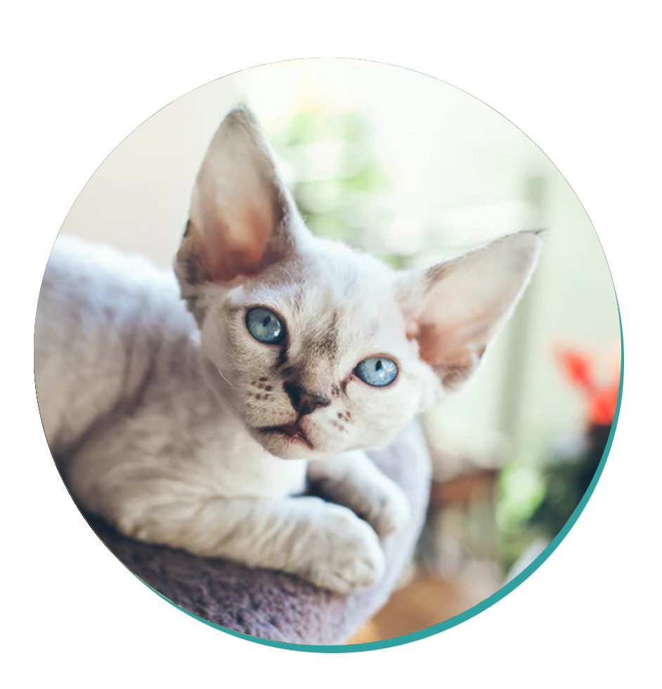 Cat Breed Corner: the Mighty Minskin Cat | Mad Paws Blog