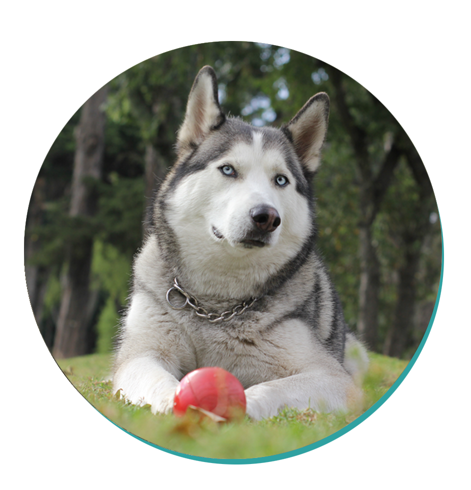 Siberian Husky: Dog Breeds | Breed Information | Mad Paws