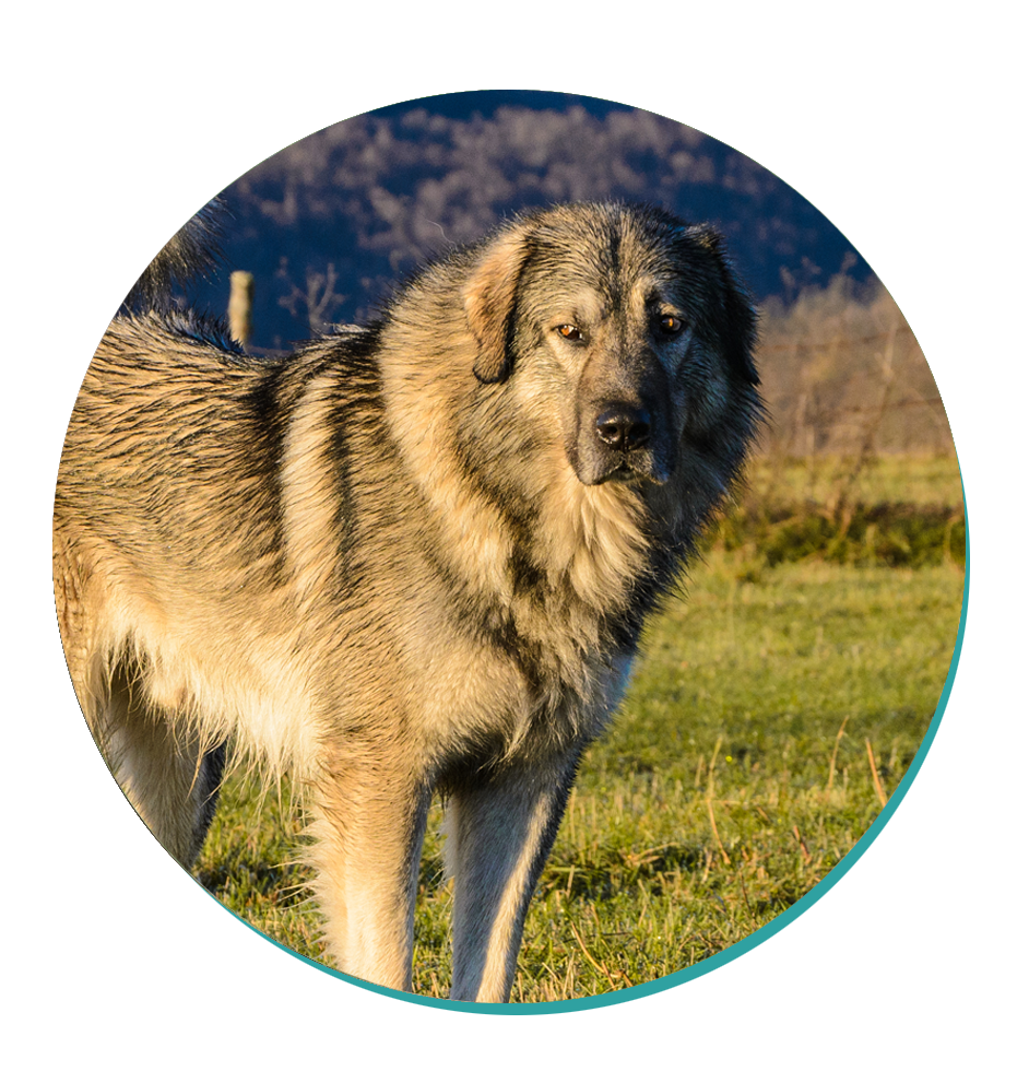 Sarplaninac | Dog Breeds | Breed Information | Mad Paws