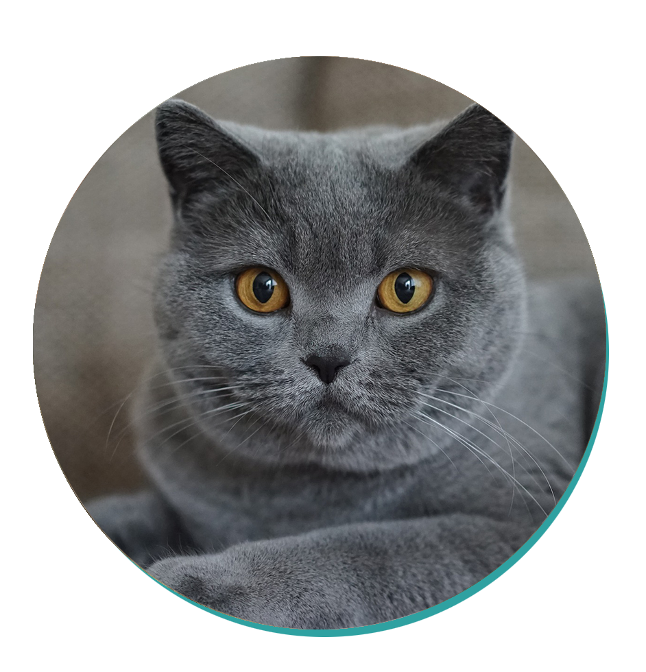 Chartreux: Cat Breeds | Breed Information | Mad Paws