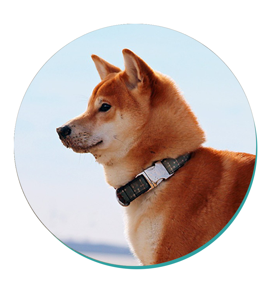 Shiba Inu: Dog Breeds | Breed Information | Mad Paws