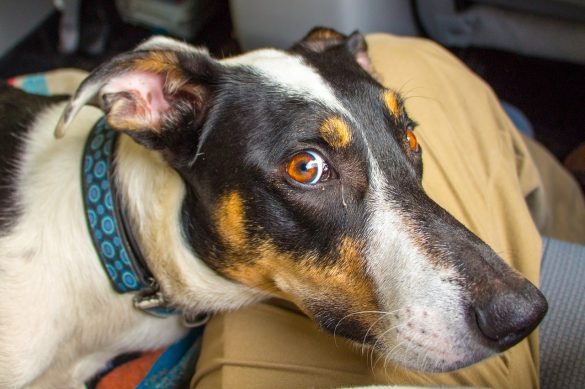 Why Does My Dog Rest Their Head On Me? | Mad Paws Blog