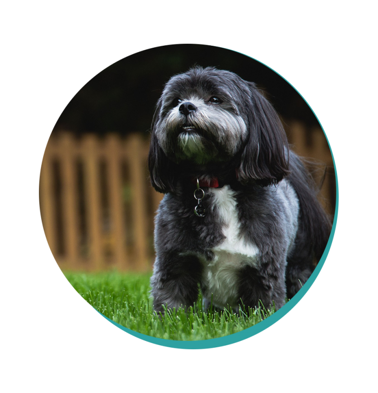 Shih Tzu: Dog Breeds | Breed Information | Mad Paws