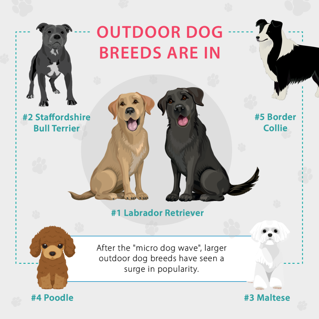 Top Dog Names and Most Popular Breeds | Mad Paws