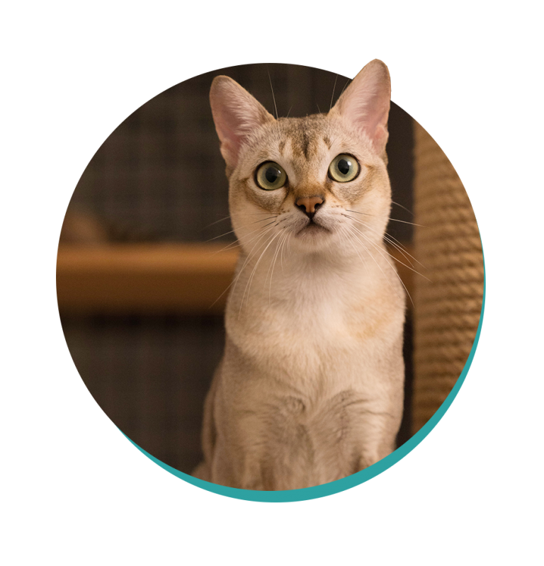 Singapura Cat: Cat Breeds | Breed Information | Mad Paws