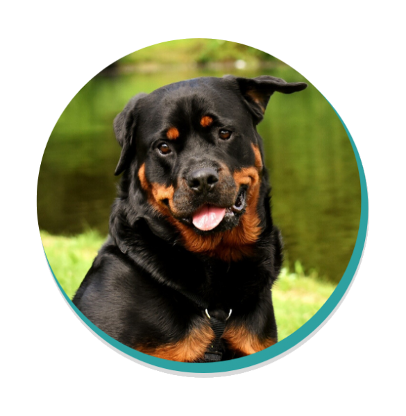 Rottweiler: Dog Breeds | Breed Information | Mad Paws