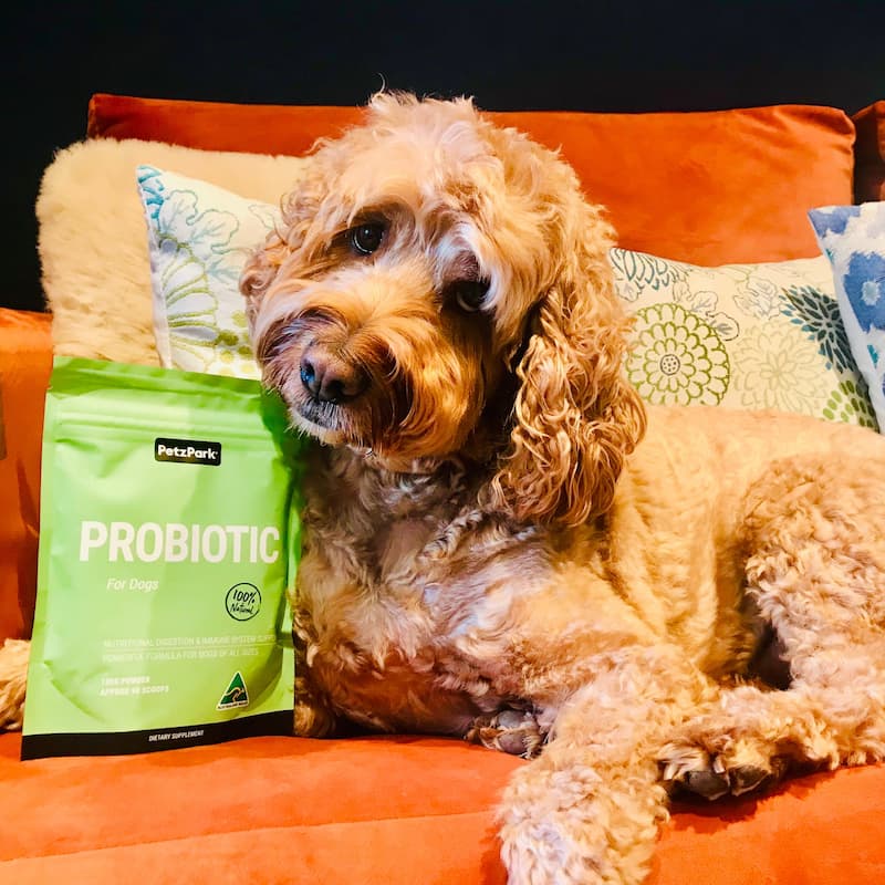 Probiotics for dogs and cats - how they help