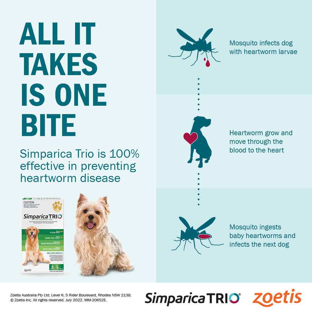 How dog worm tablets work