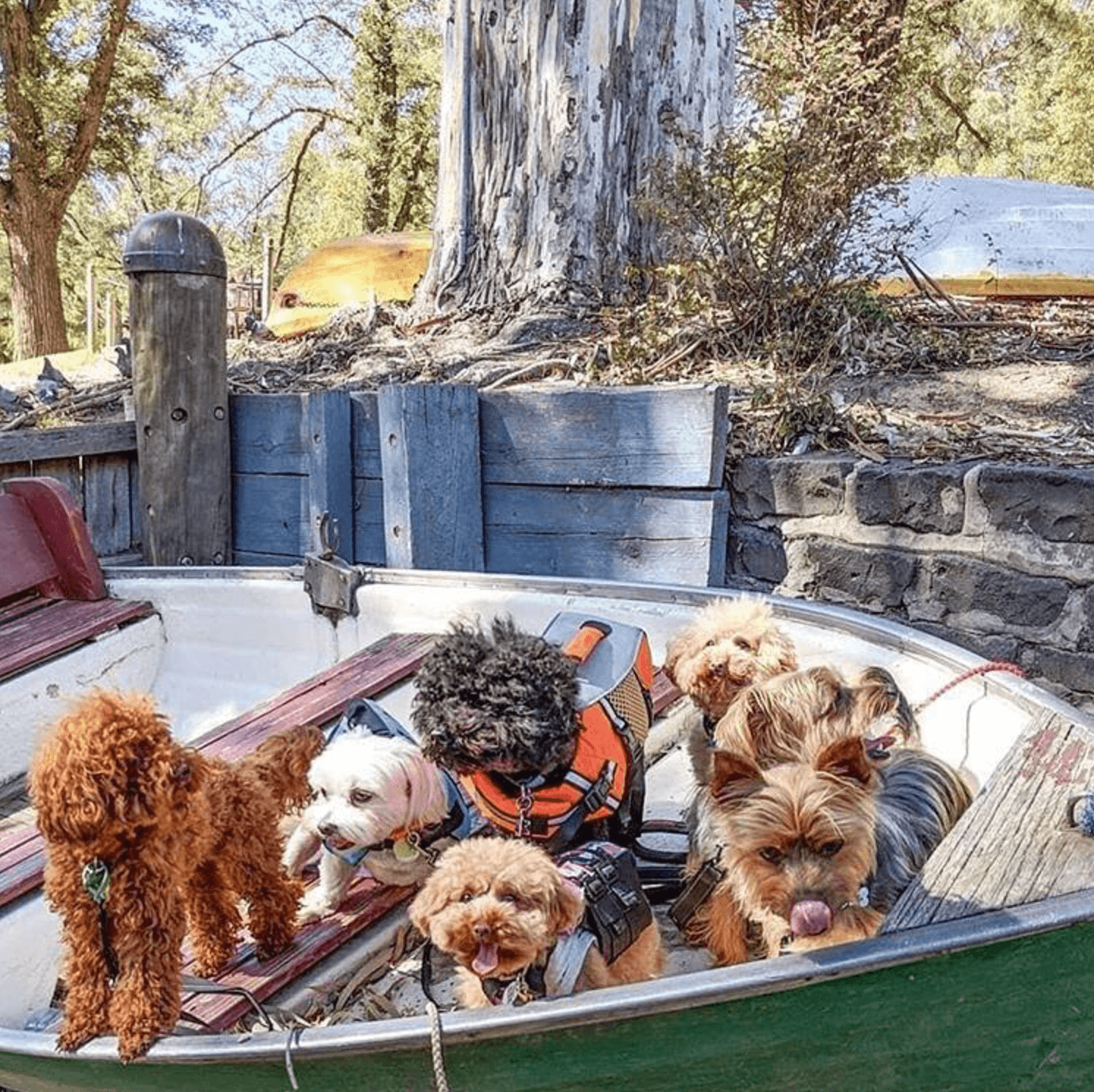 7 outdoor activities to do with your dog in Summer