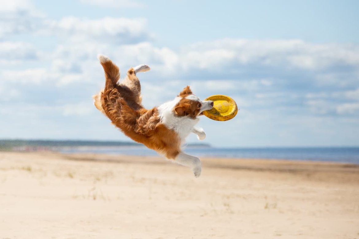 7 outdoor activities to do with your dog in Summer