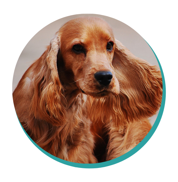 Cocker Spaniel: Dog Breeds | Breed Information | Mad Paws
