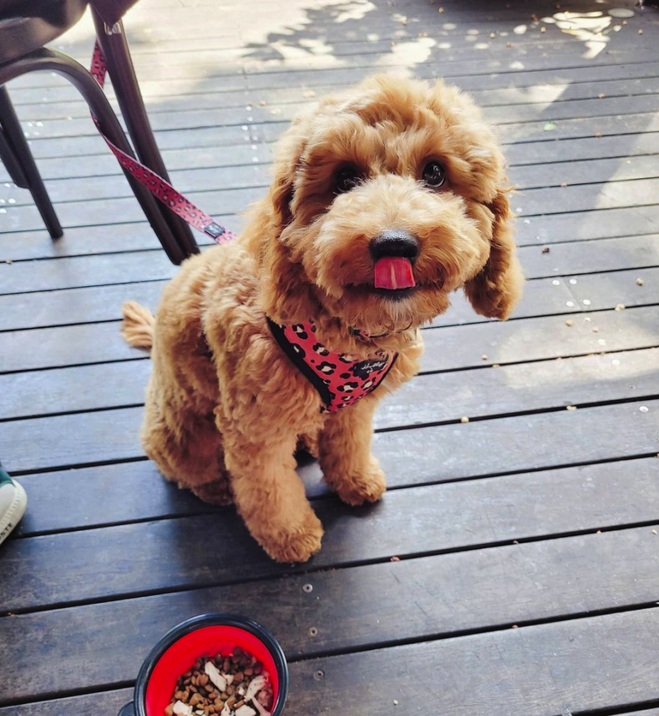 Best dog friendly cafes | Melbourne, Sydney, Brisbane, Gold Coast