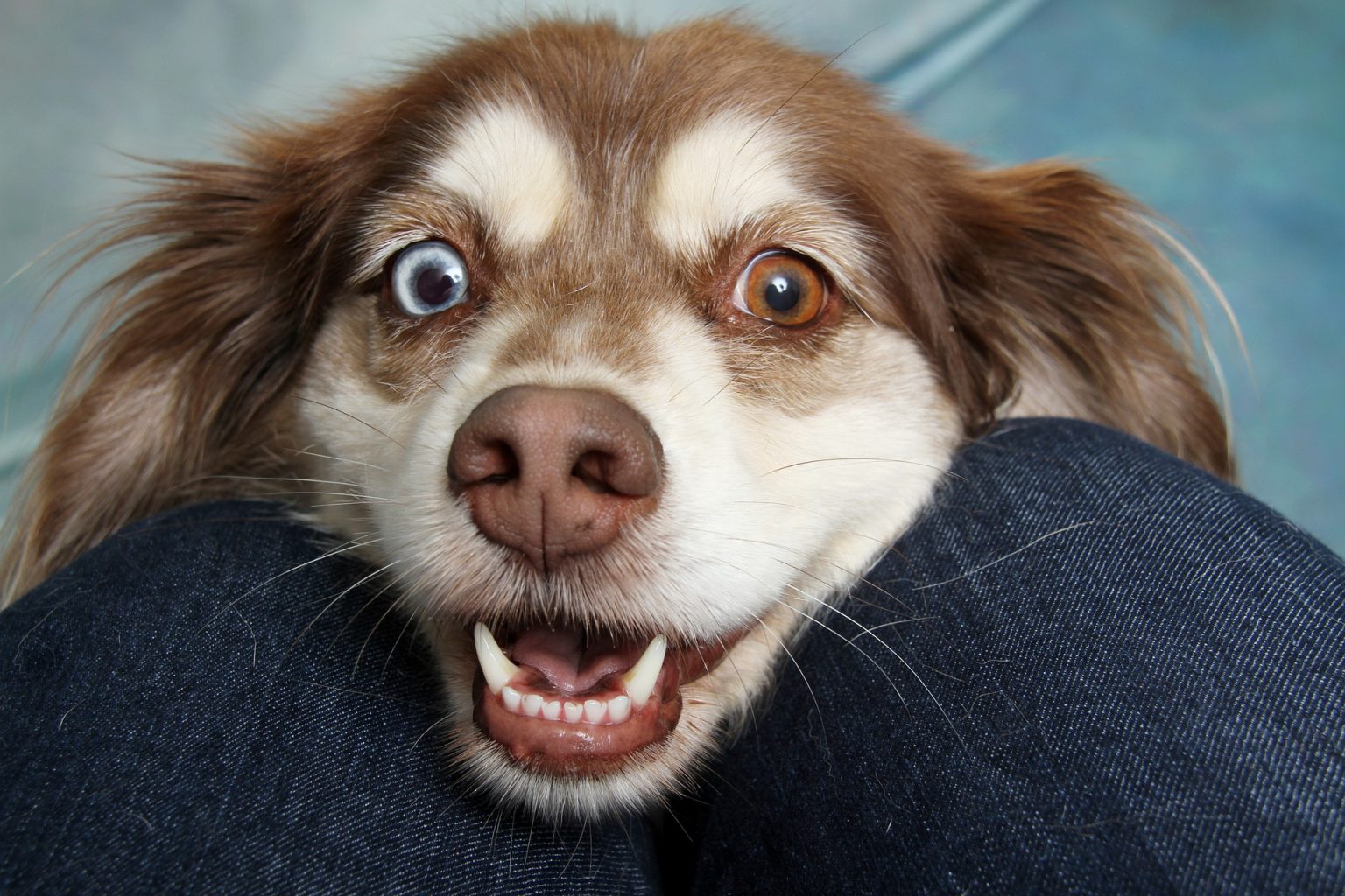 Can My Dog Read Facial Expressions Mad Paws Blog can-my-dog-read-facial-expressions-mad-paws-blog
