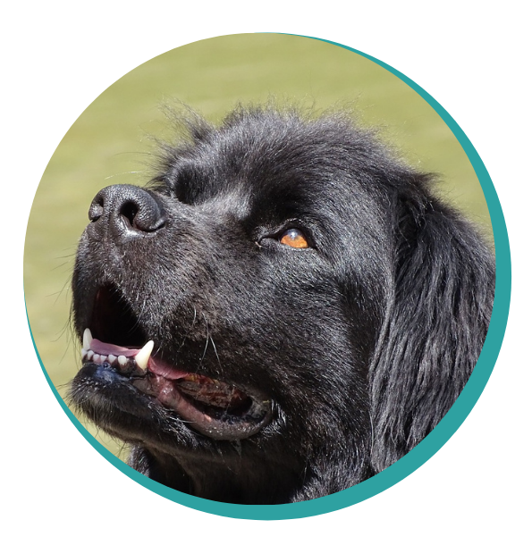 Newfoundland: Dog Breeds | Breed Information | Mad Paws